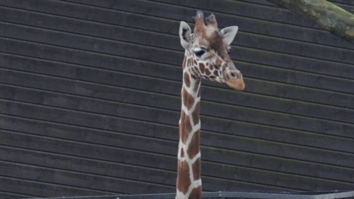 Marius Giraffe Bolt Gun