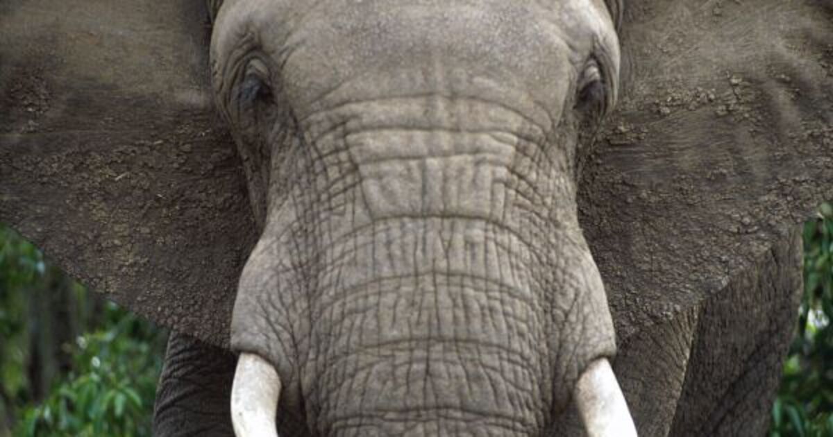 Why elephants chance their arm