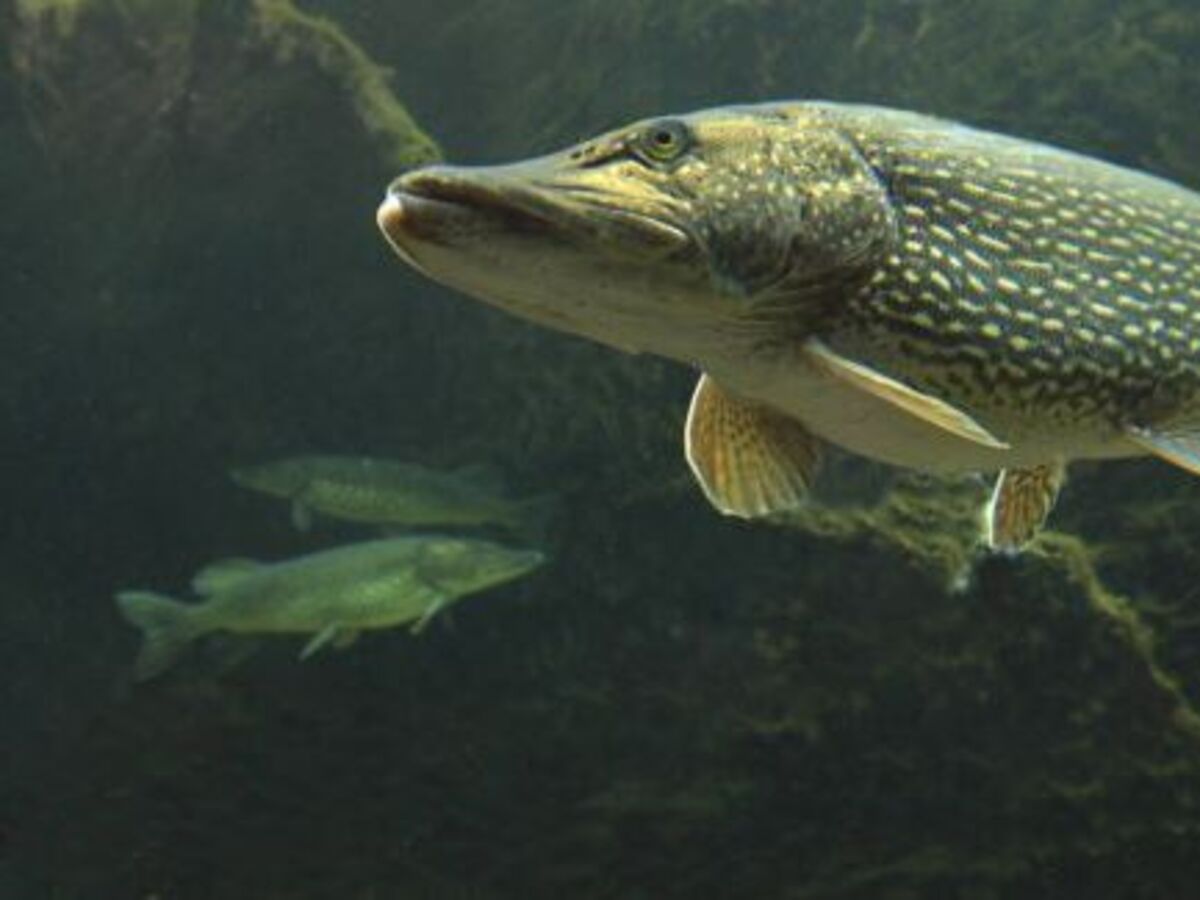 Pike In Water