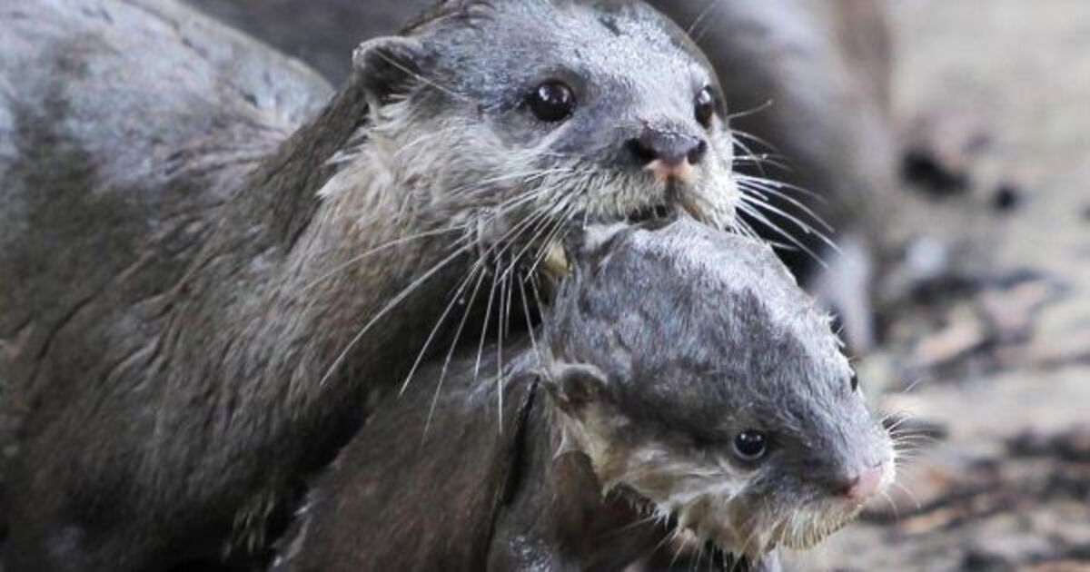 The Tuesday Poem: An Otter