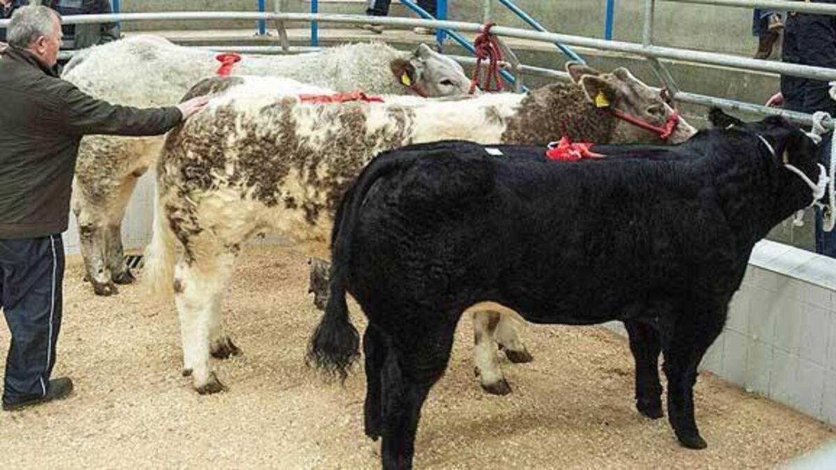 Five-star cattle prove their clear superiority