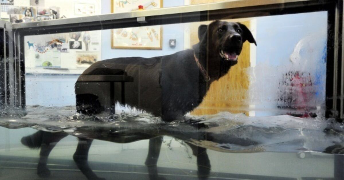 Helping pets shed some pounds - hydrotheraphy for obese and injured animals