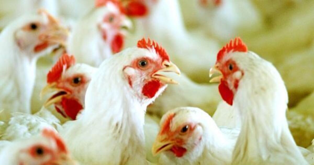Rise in contaminated chickens sold