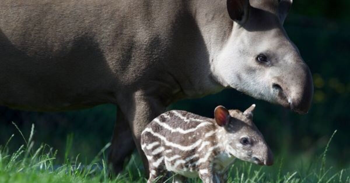 Zoo pleads guilty to safety breach over tapir attack
