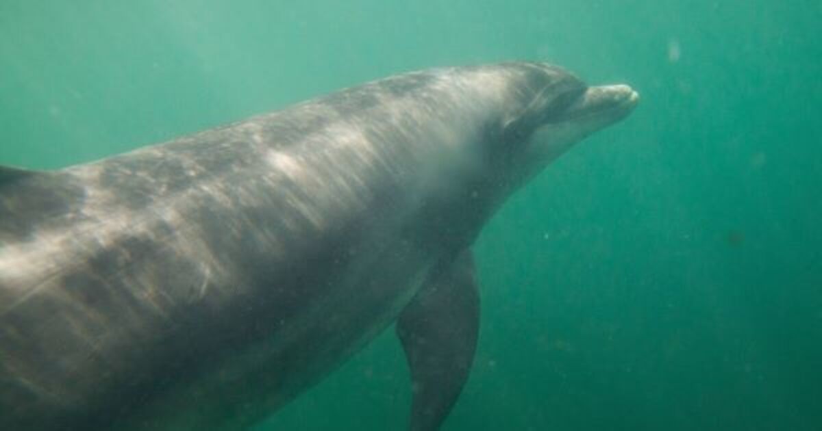 Dusty the dolphin relocates as fears grow for swimmer safety