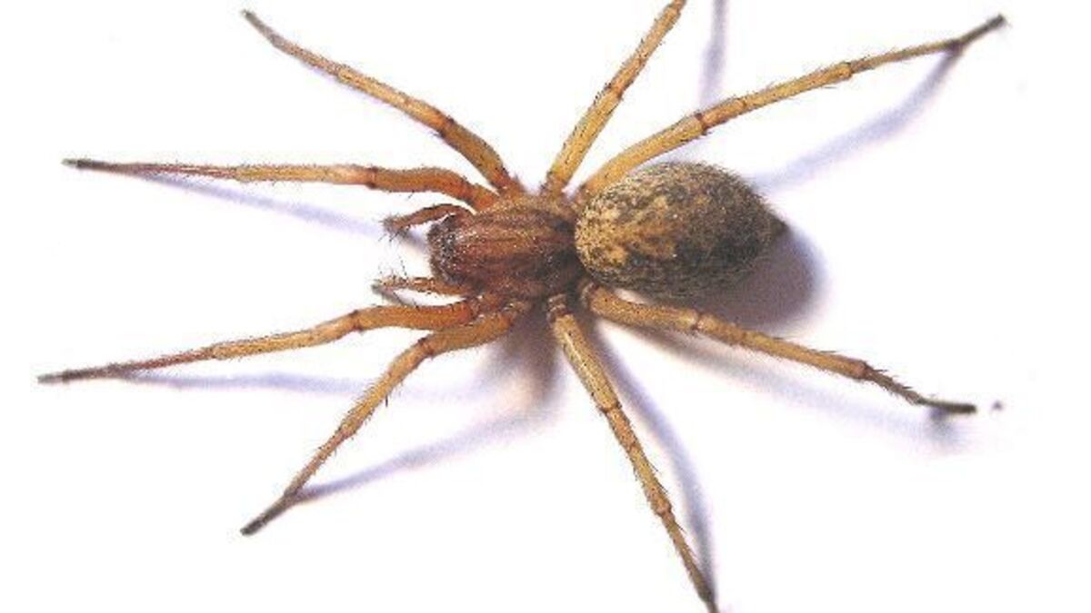 Spiders ‘bleeding from walls’ drive family out