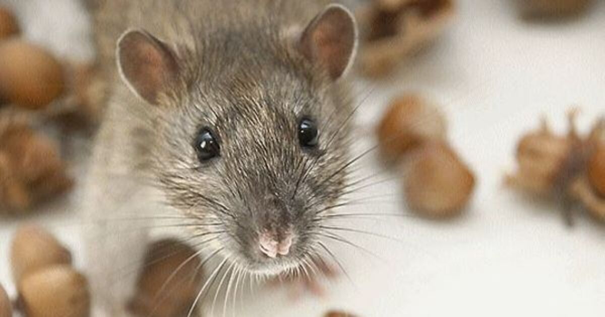 Three blind rats, see how they run