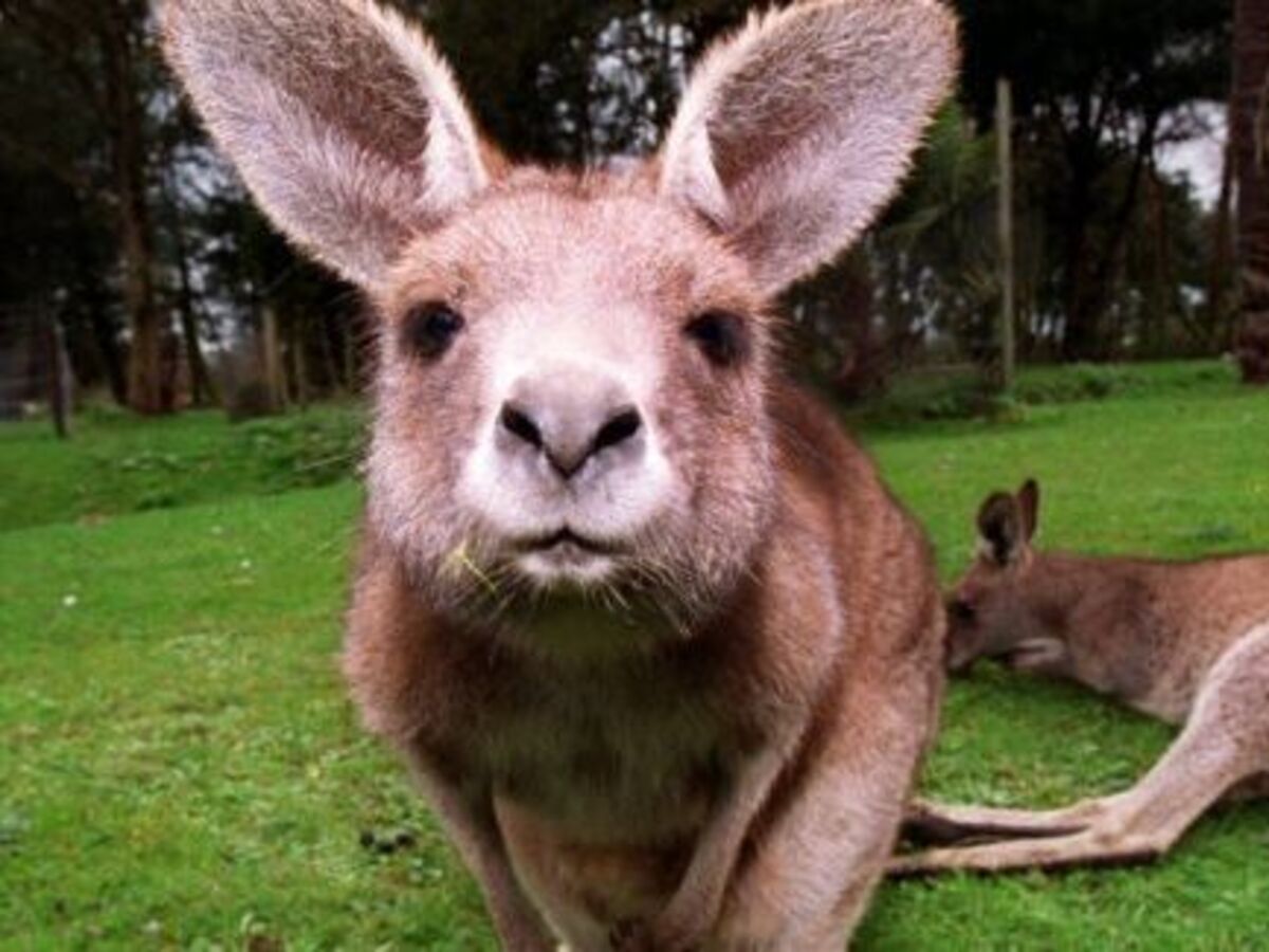 Real Kangaroo Boxing