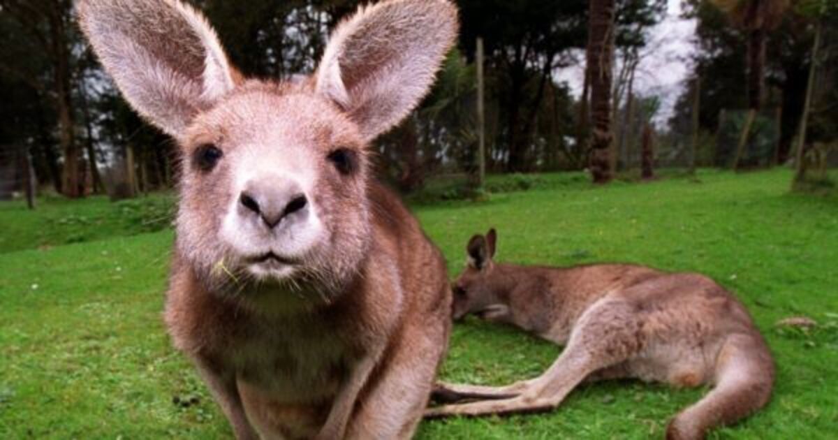VIDEO: Kangaroos have a boxing match on Australian street