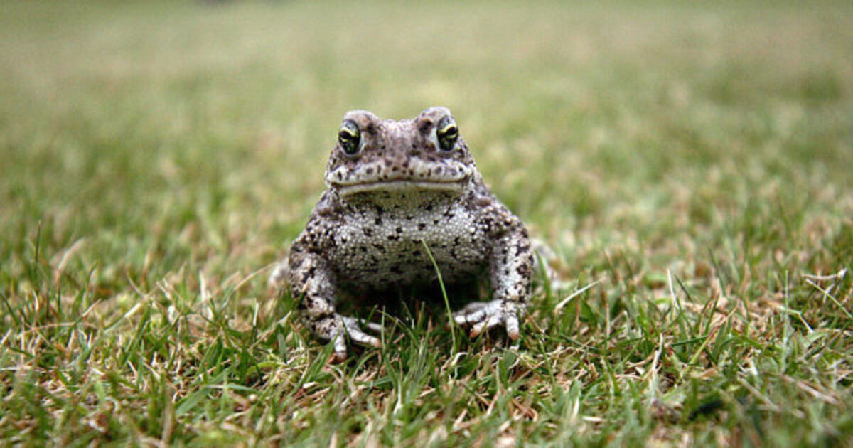 Good year for ‘toad farmers’