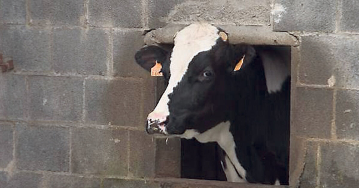 Dry cow mastitis treatment still vital procedure