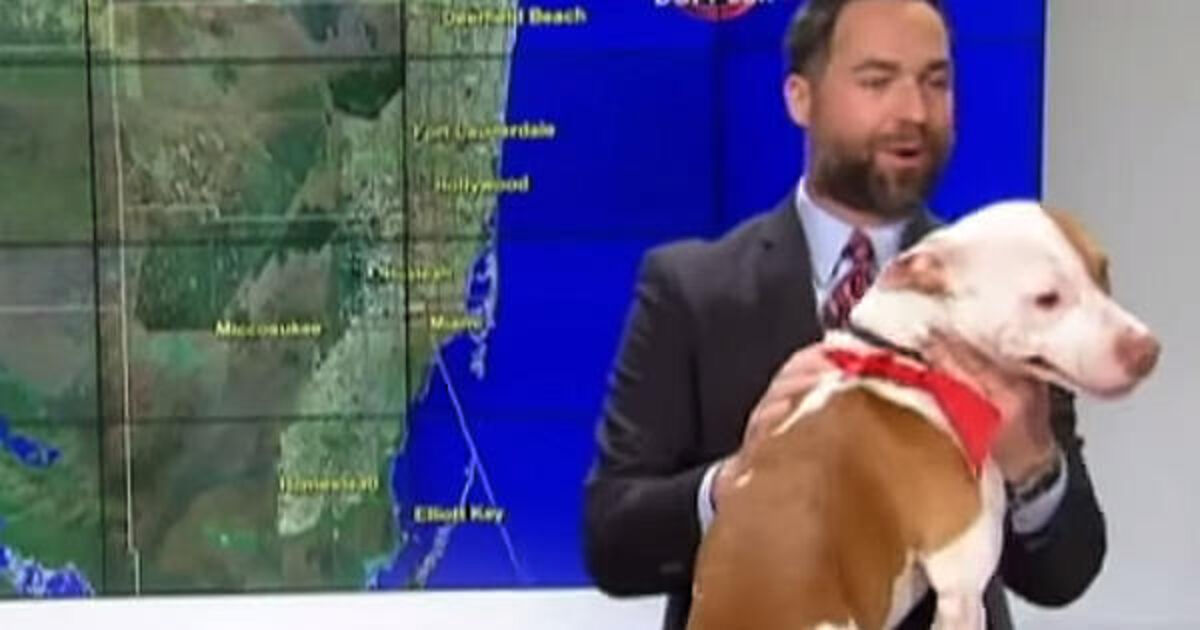 Eager dog hijacks weather report; weatherman breezes through it