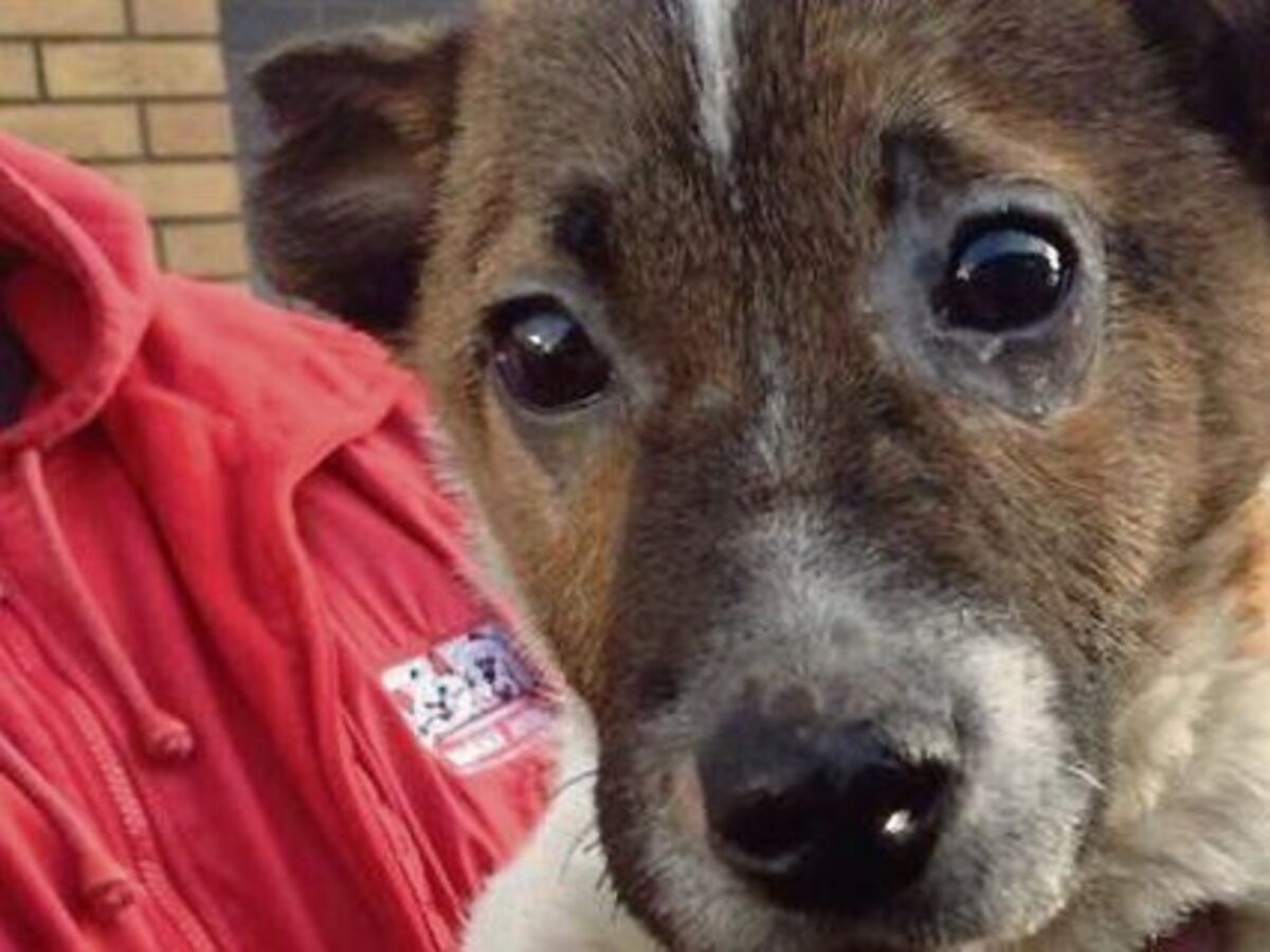 What Breed Of Dog Has Saved The Most Lives
