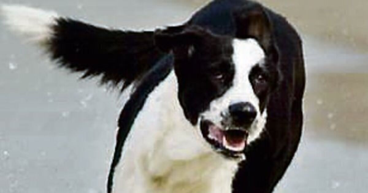 Voluntary dog wardens likely