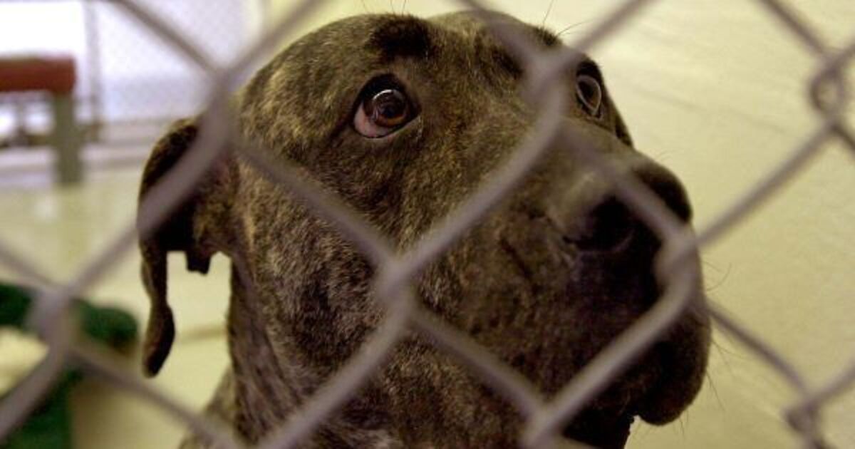 Dramatic decrease in dog destruction rates