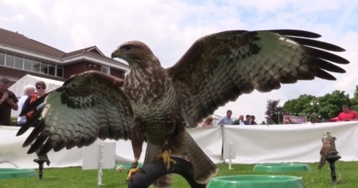 Meet some of the birds of prey on show at the Mallow Home and Garden ...
