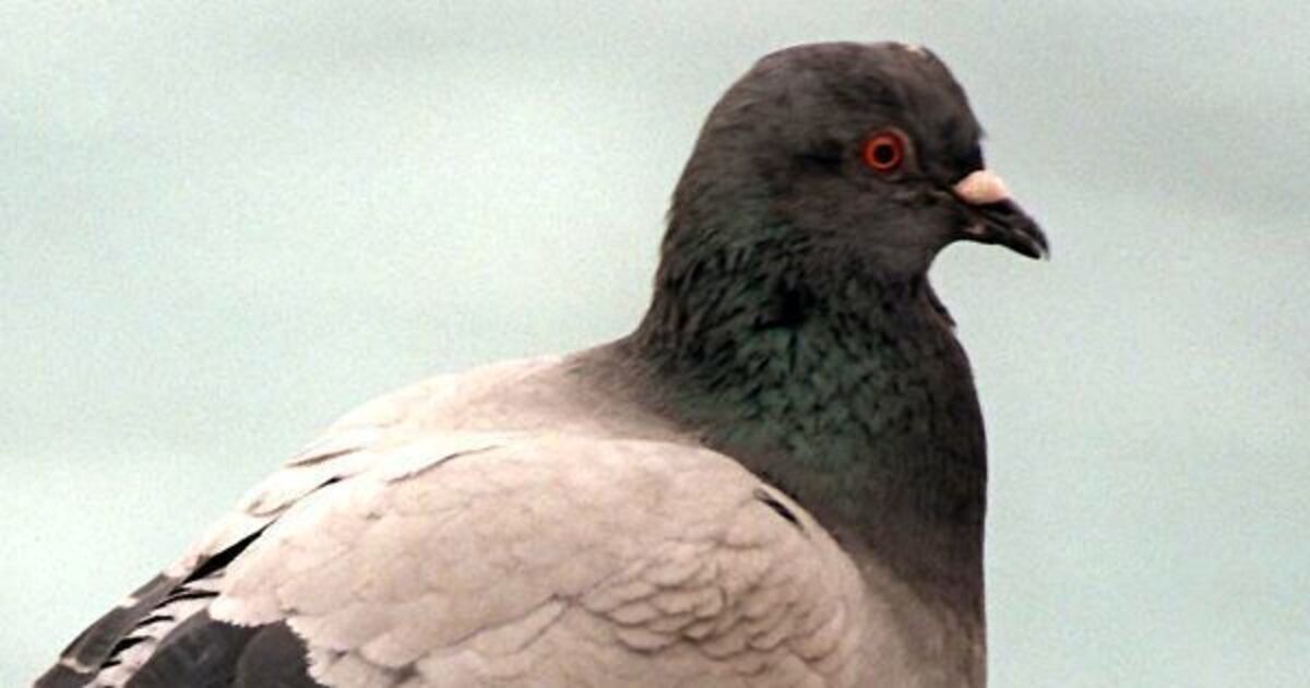 Pigeon flare sparks coast guard rescue operation