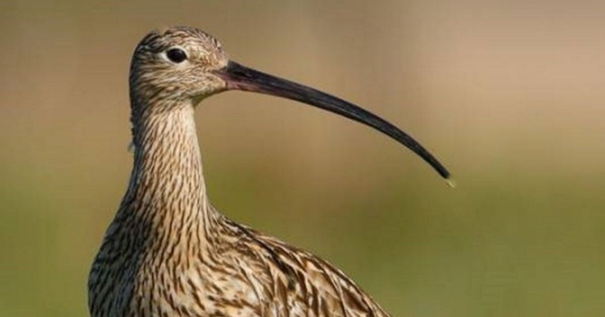 Curlew on the ‘brink of extinction’ in Ireland