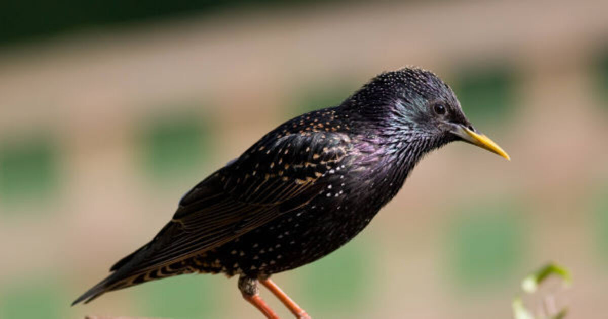 Behaviour that’s just starling