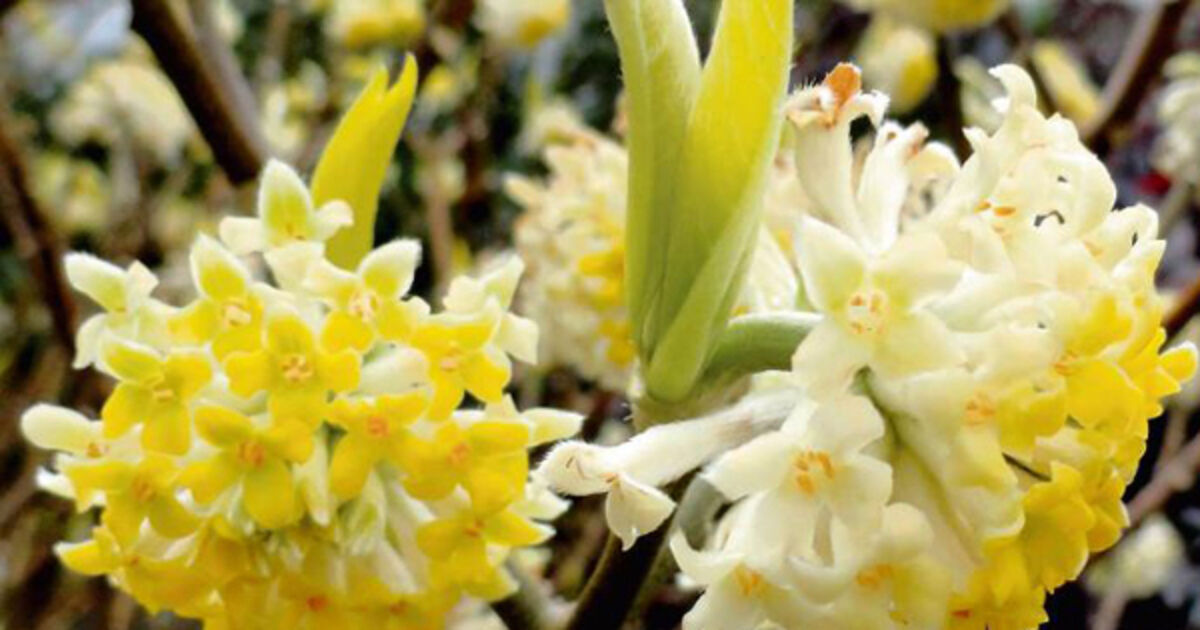 Intoxicating aromas of irresistible January flowering plants