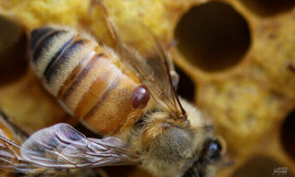 Mite infestation in the honeybee colony has a long-term impact on hive ...