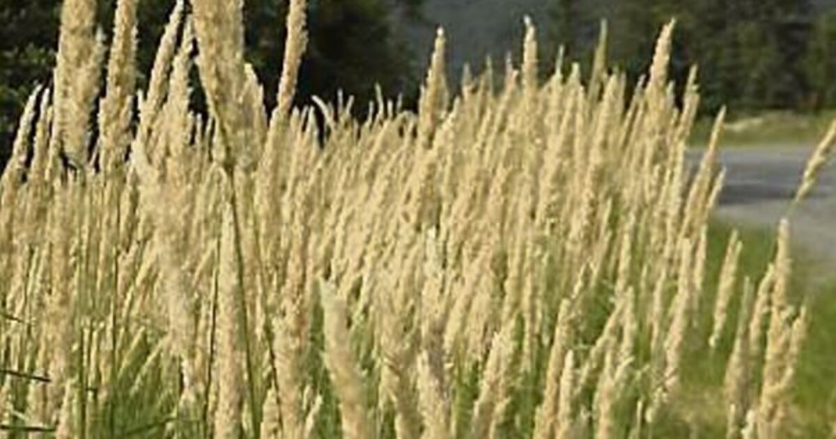 Nature Table: Timothy Grass