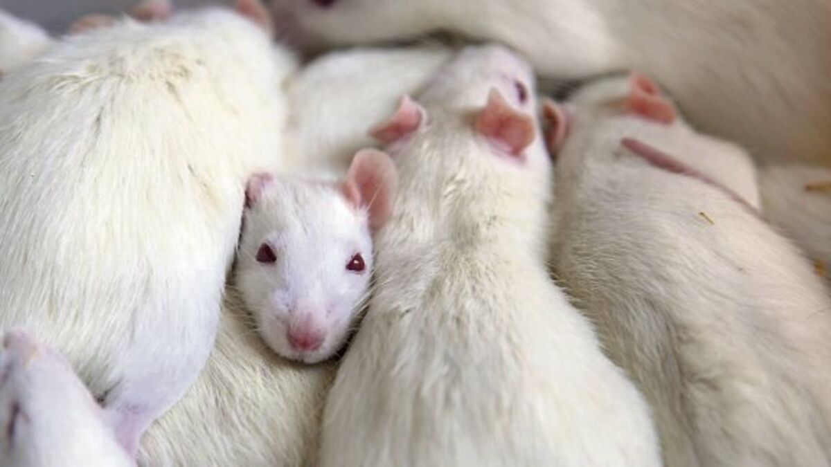 Did you know that rats will save a drowning rat?