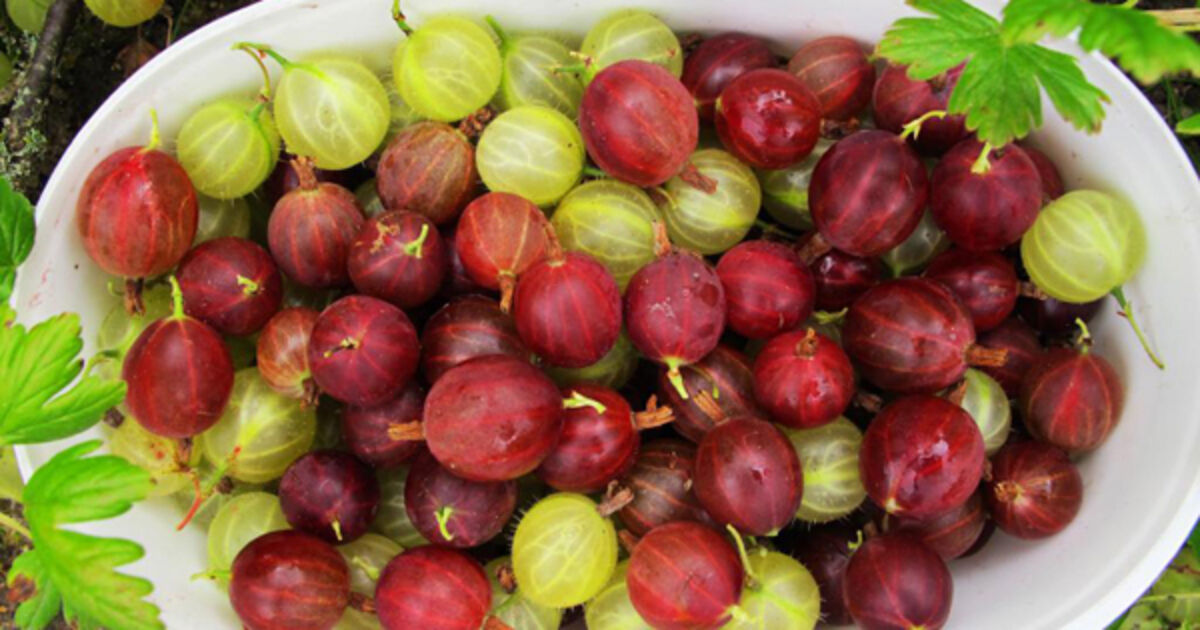 Savour the flavour of gooseberries, a real garden gem