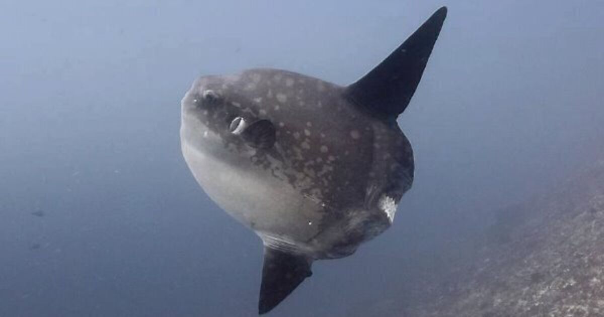 Sunbathing sunfish mellows in Courtmacsherry