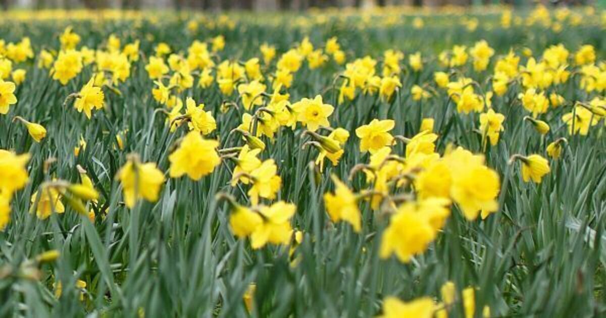 NATURE TABLE: Wild Daffodils