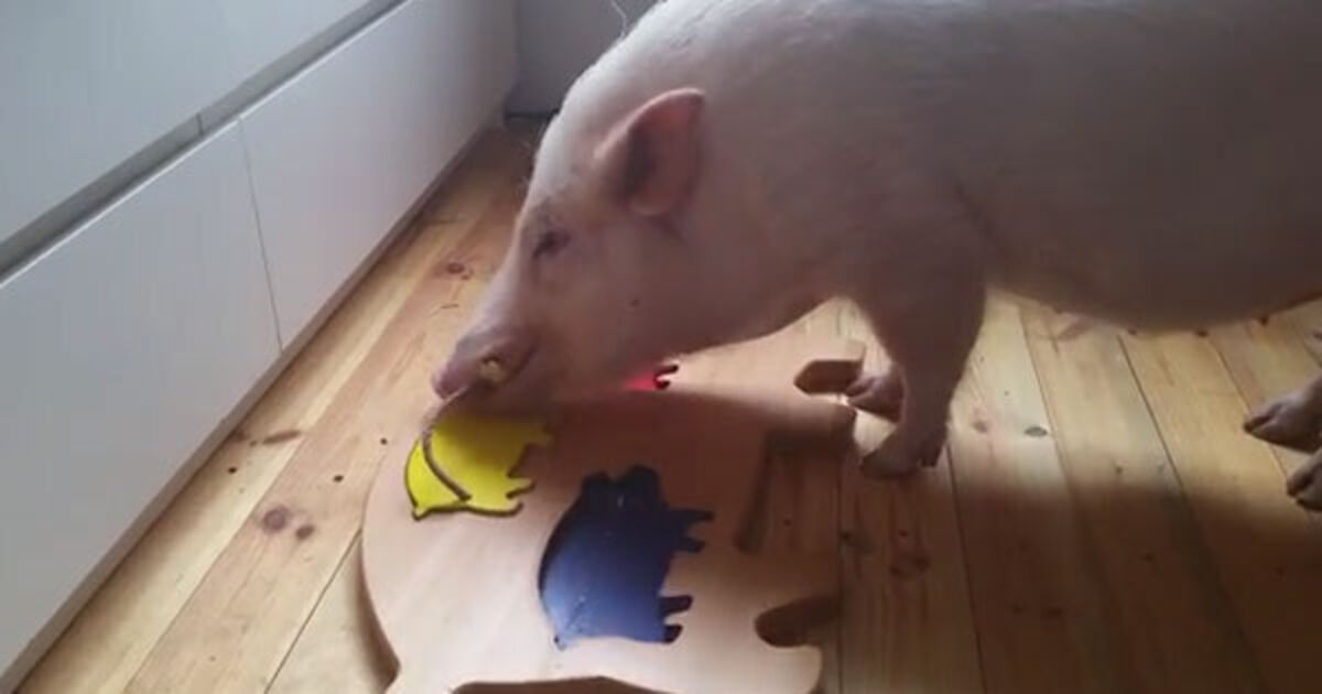 VIDEO: Clever pig solves puzzle for popcorn