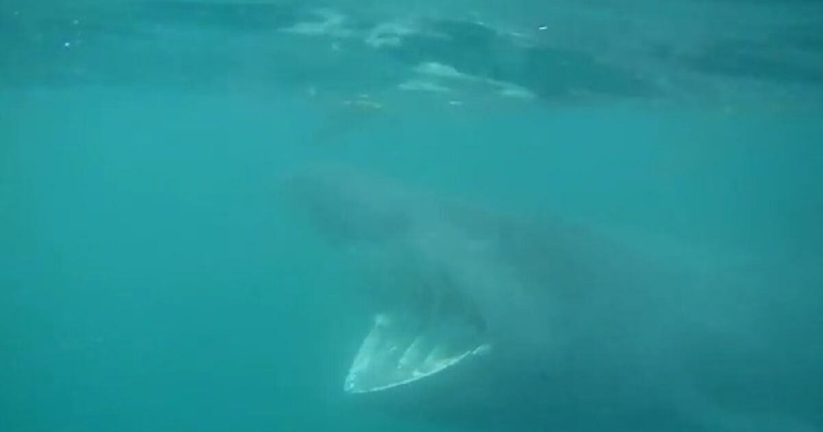 VIDEO: Kayaker gets up close and personal with huge basking shark in Dingle