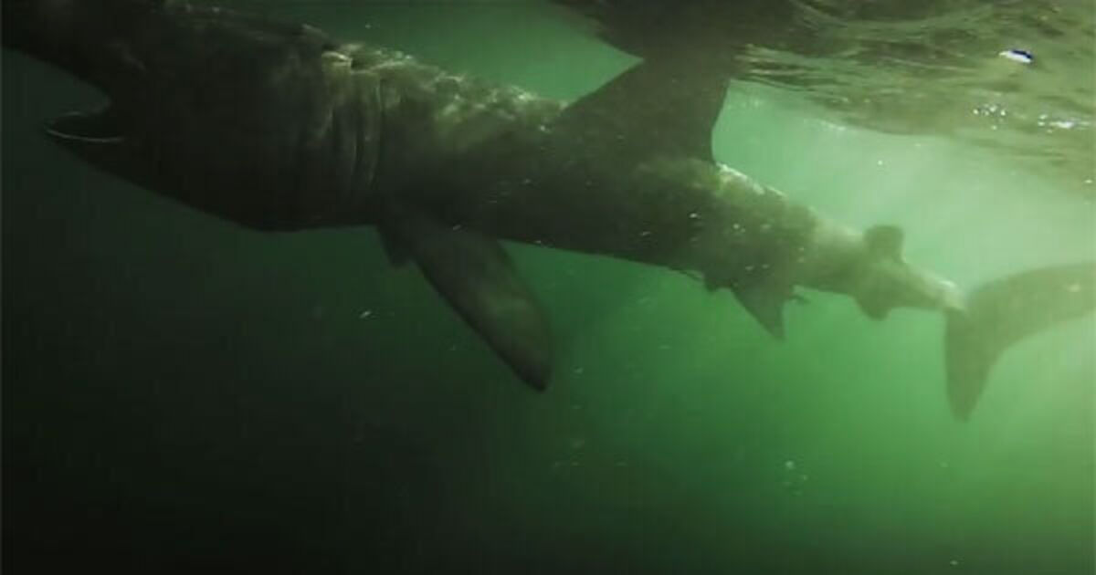 Amazing underwater footage of basking shark off West Cork