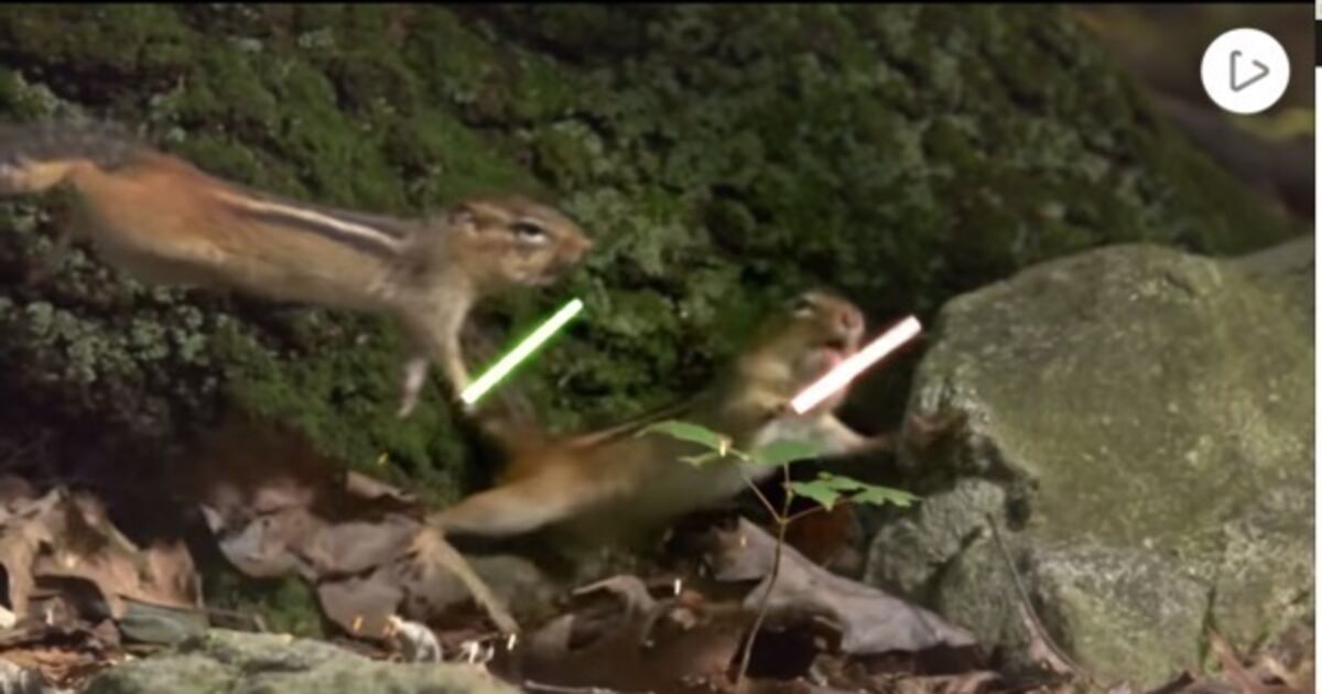 Chipmunks fighting with lightsabers is the best thing you will see today