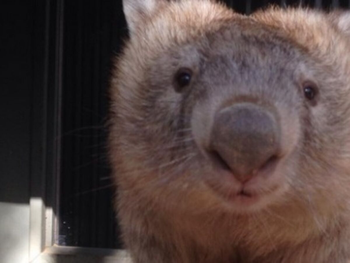 Wombat Smile