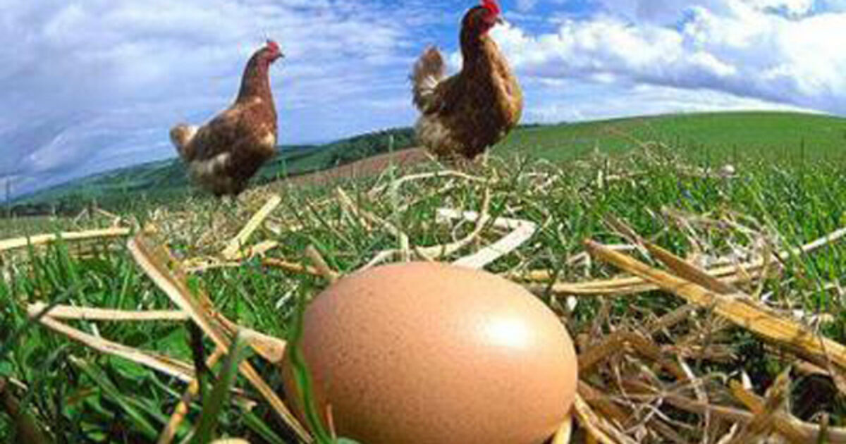 Organic farms aid land biodiversity
