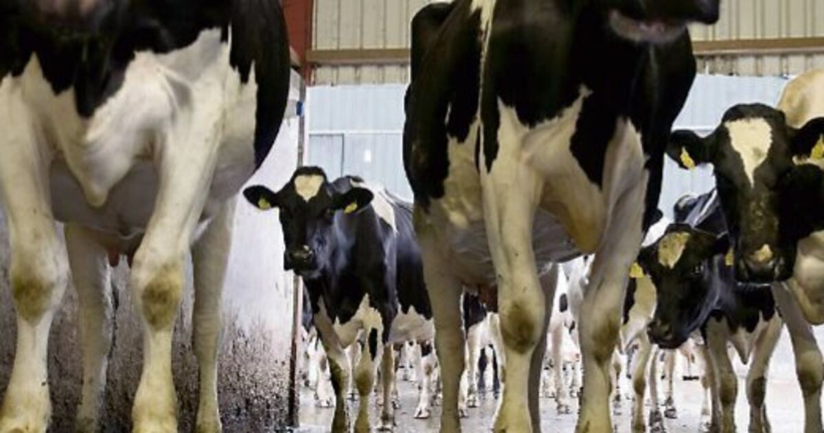 Top EBI cow has average lifetime production of 50,573kg