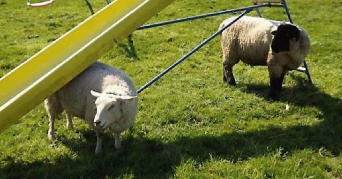 Denis Lehane: Graze-on mowers on the lawn