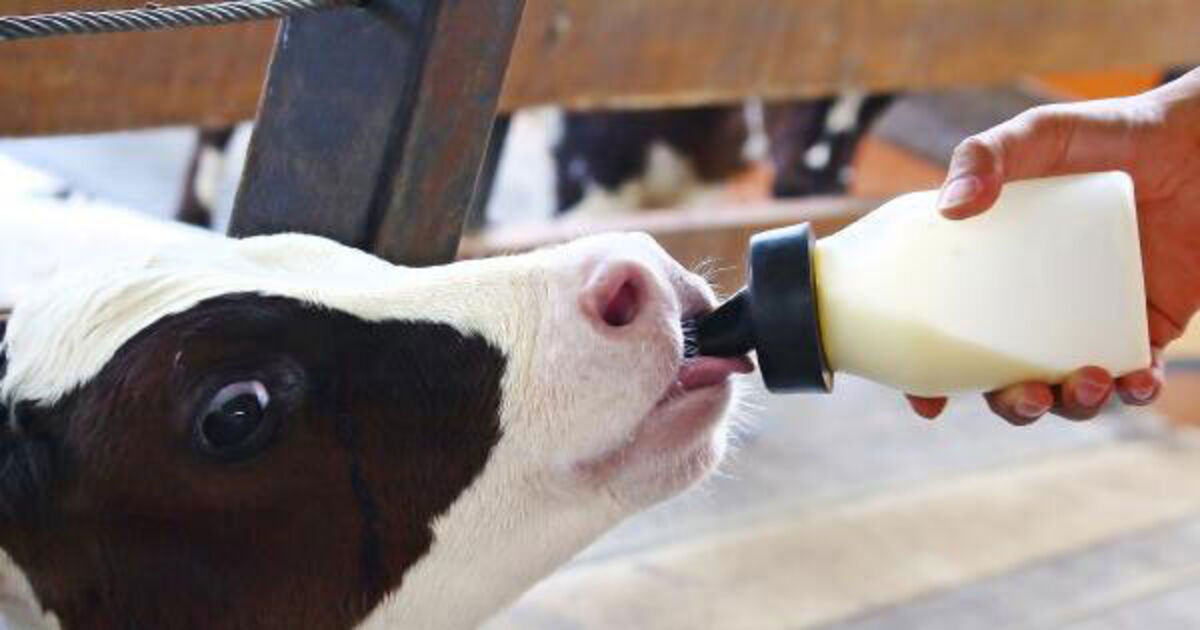 Veterinary advice: Role of the vasectomised bull in efficient breeding