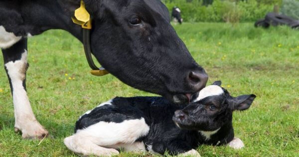 VIDEO: Catch all the latest from the Charleville show