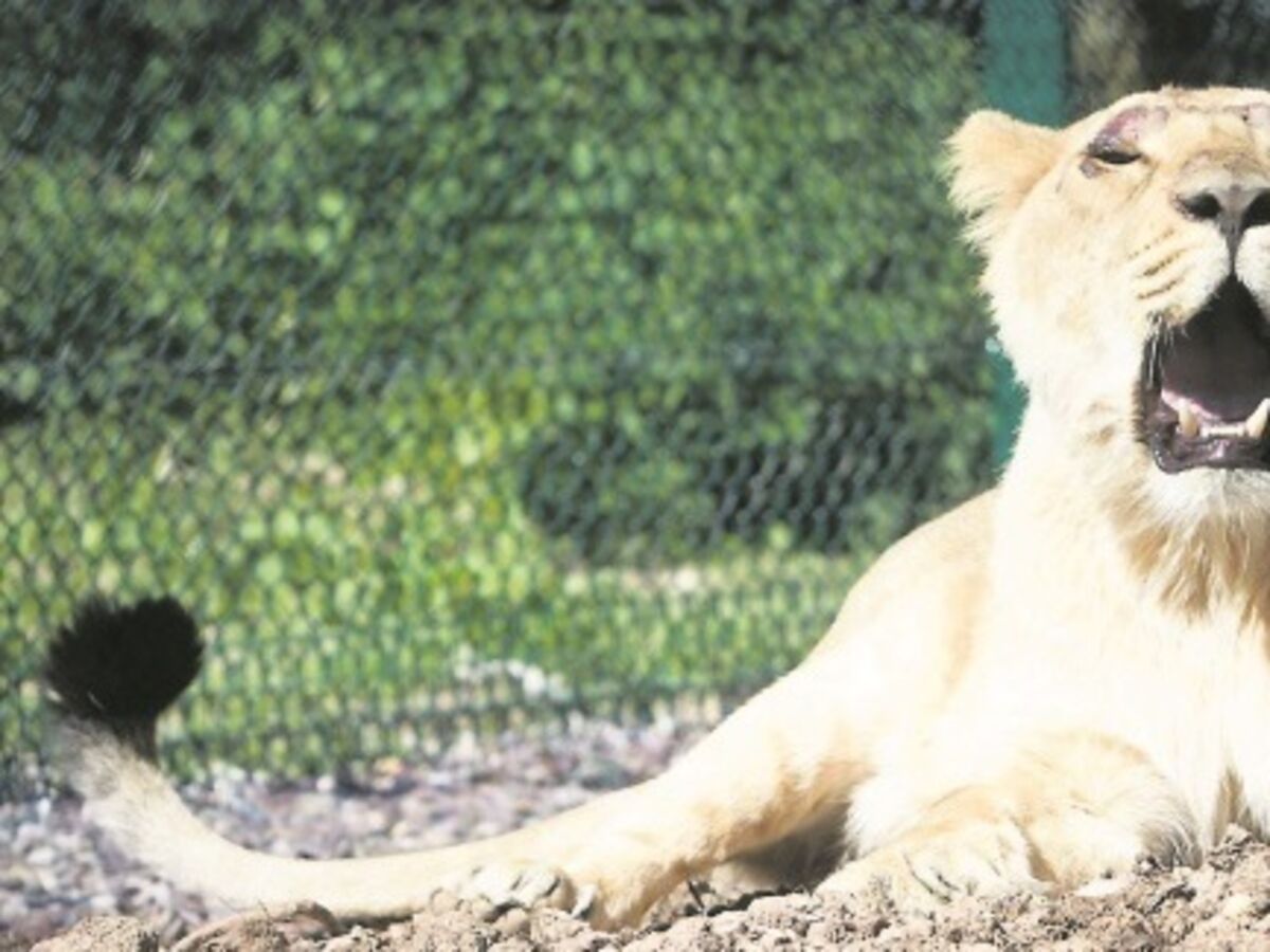 Green Pakistani Lion