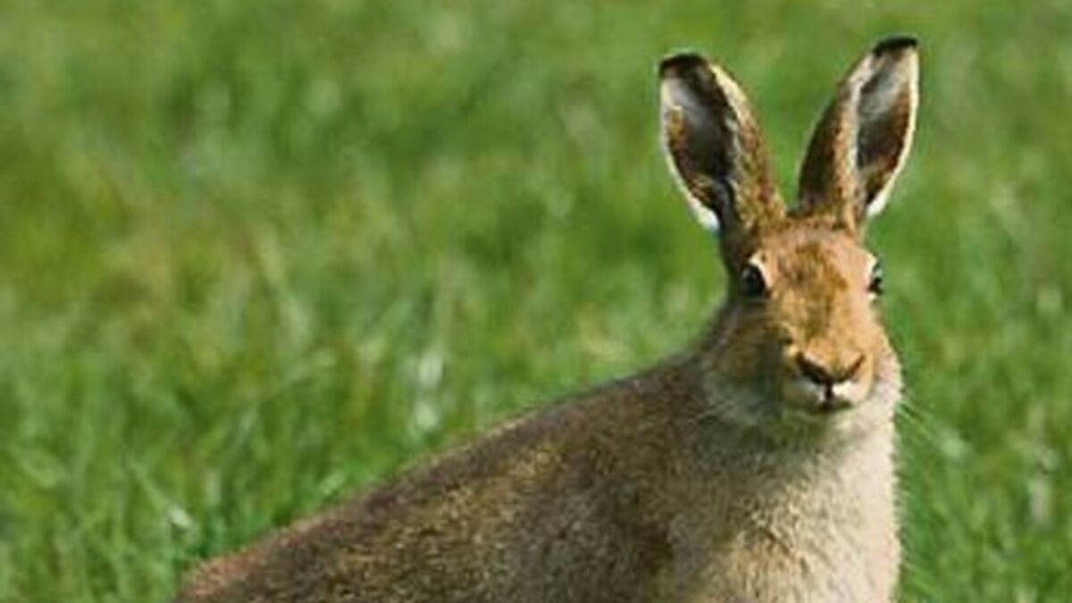 Watch out for hares during breeding season