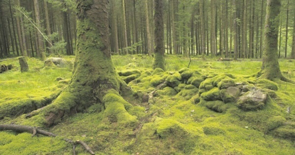 Ireland has great woodland but has the lowest forest cover of all ...