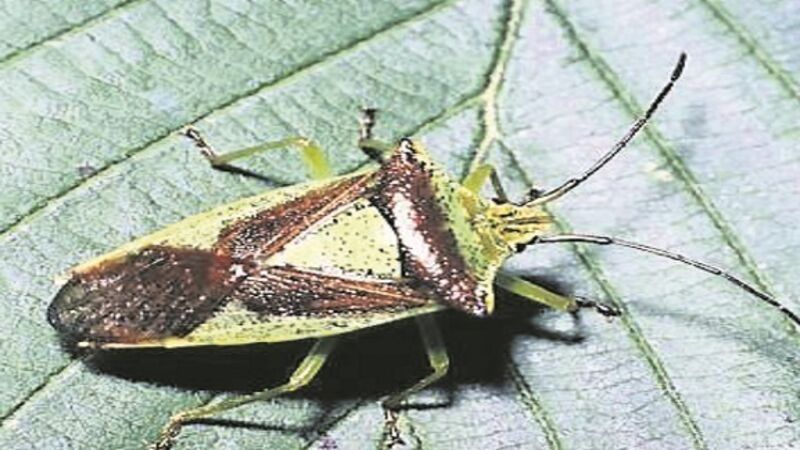 Nature Table: Shield Bugs