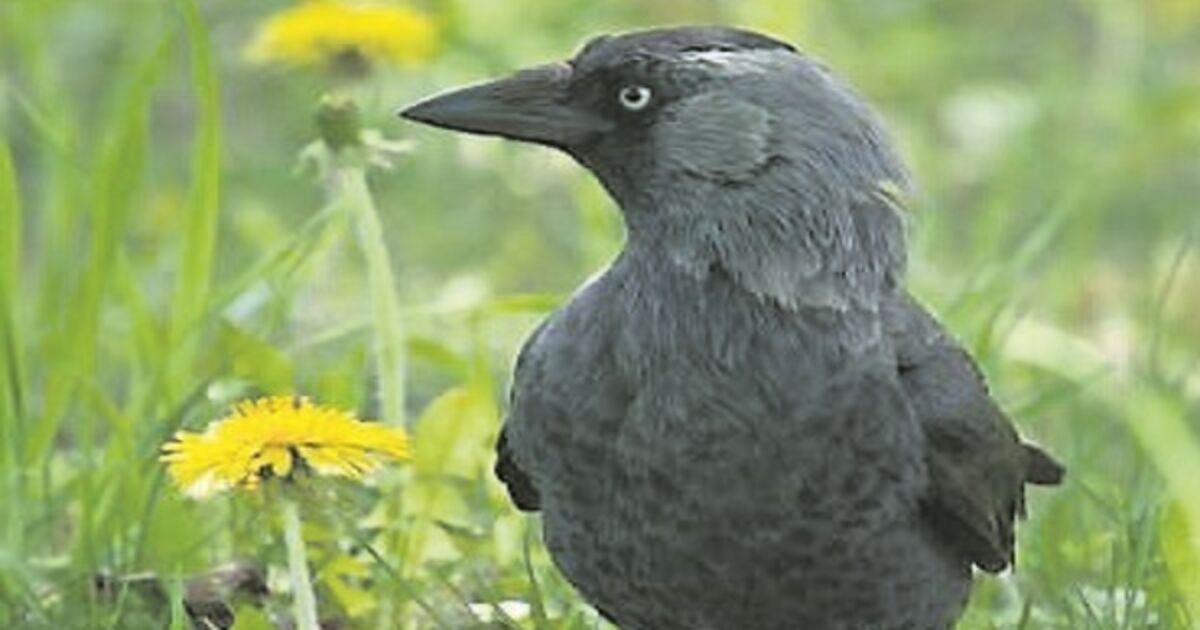 Nature Table: The Jackdaw