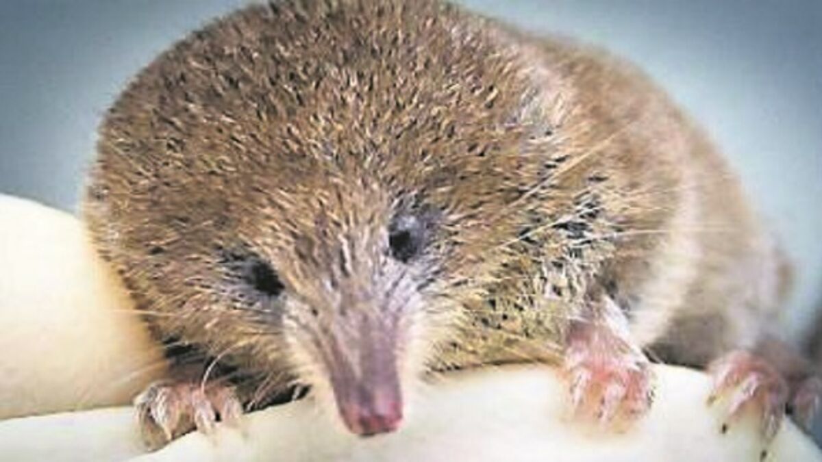 Life is tough for a pygmy shrew in Ireland
