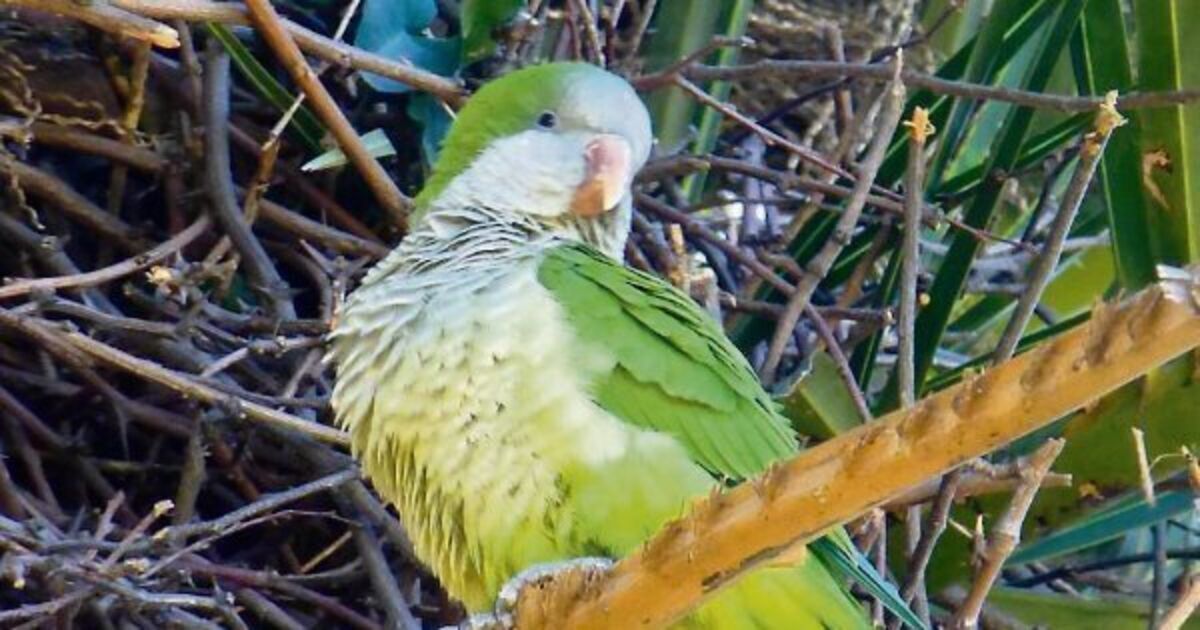 The march of the parakeet