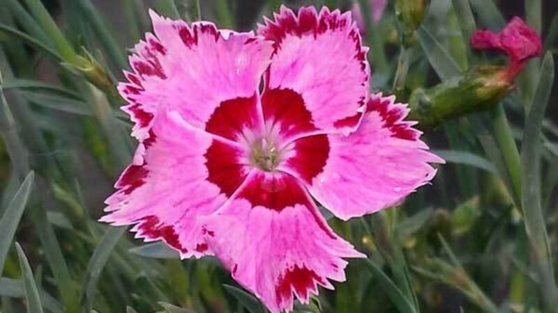 Peter Dowdall rues the demise of the ‘rockery’ which had its heyday in ...