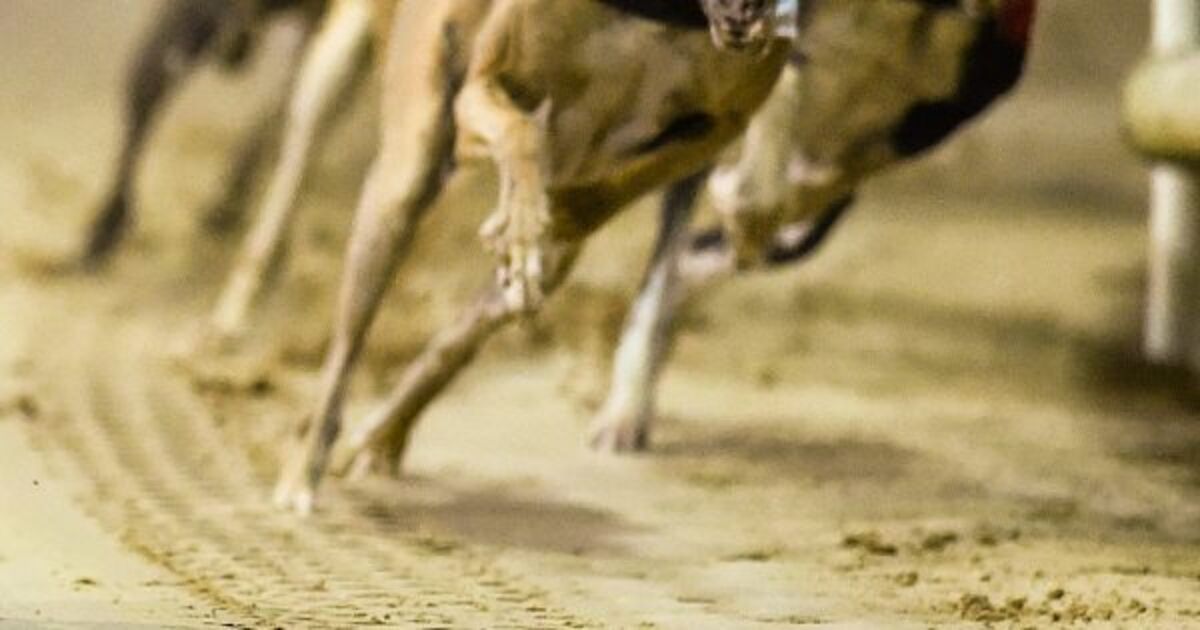 Oireachtas make recommendations over future of Irish greyhound industry ...