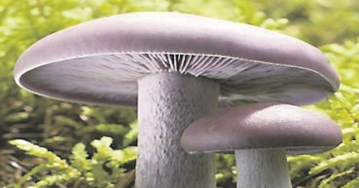 NATURE TABLE: Wood Blewit
